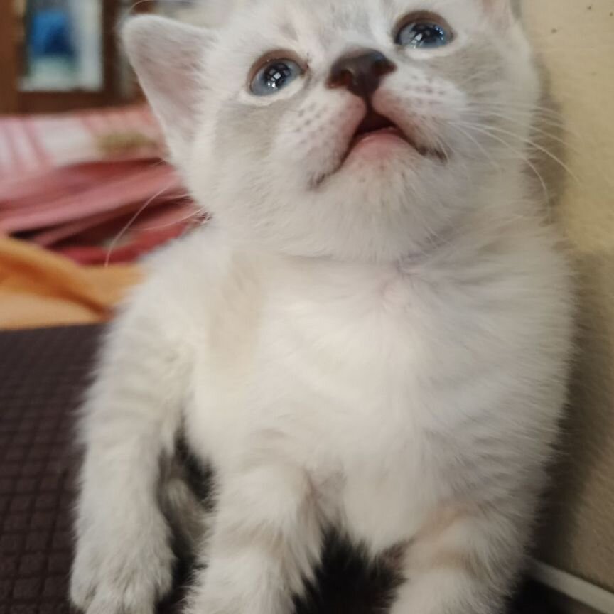 Кошки