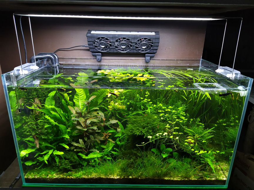 Аквариумные растения