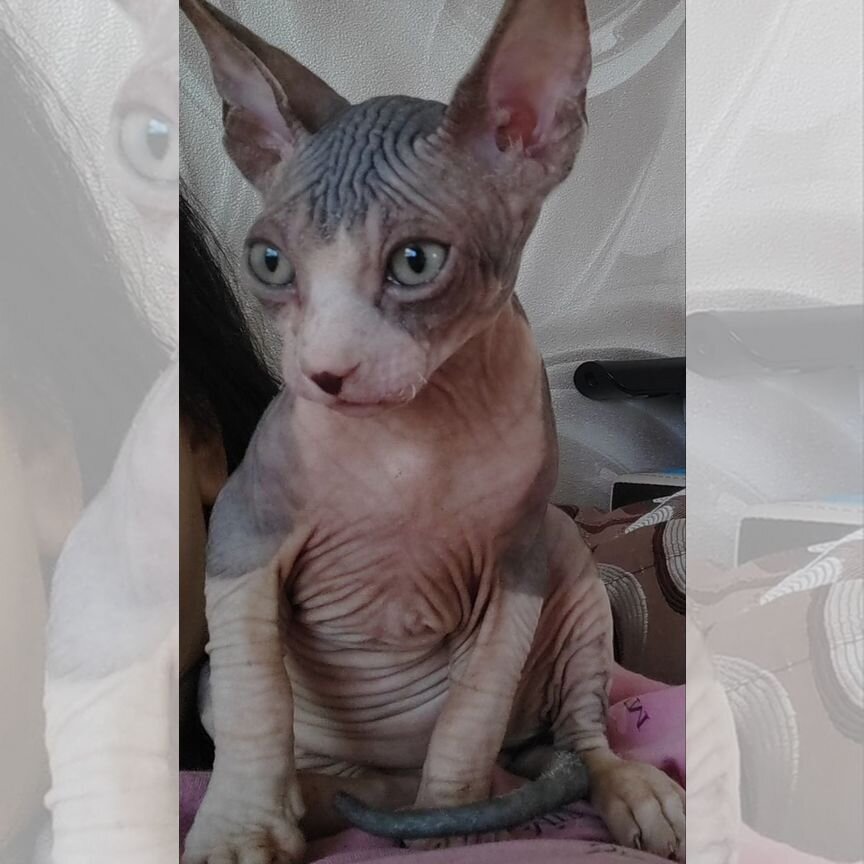 Котята Сфинкс канадский