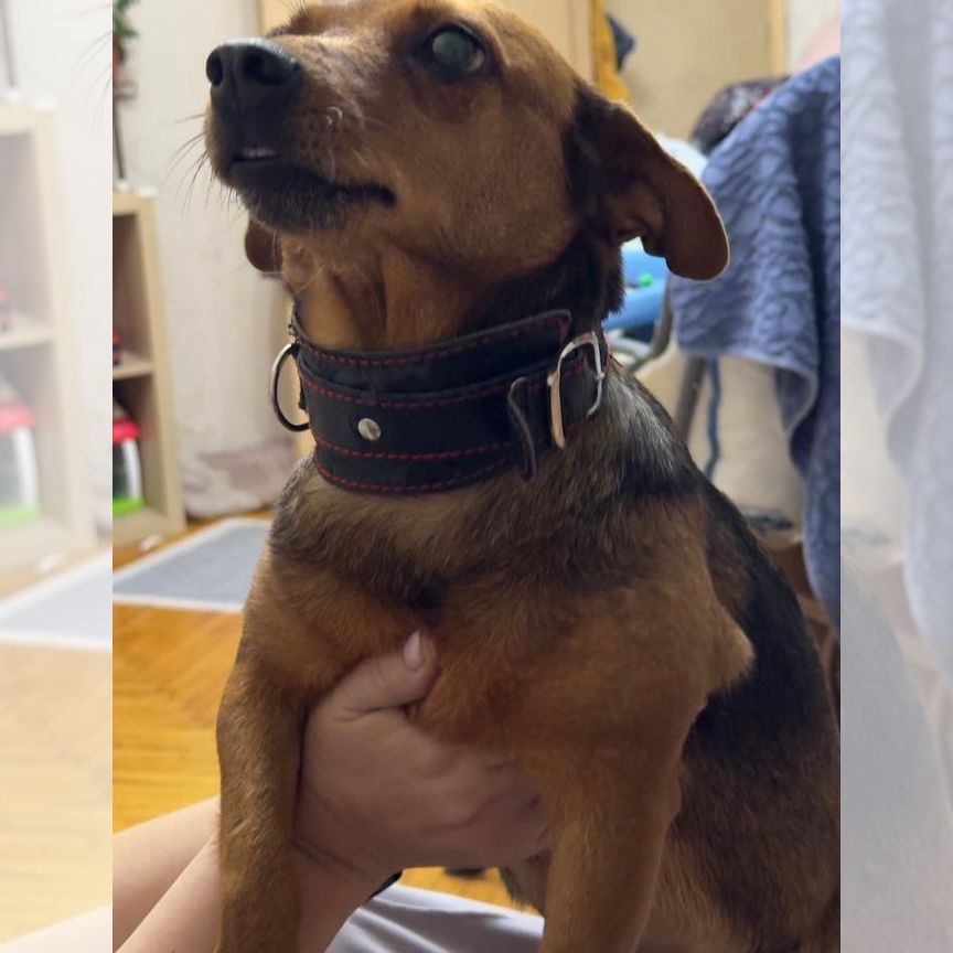 Взрослая собака в добрые руки