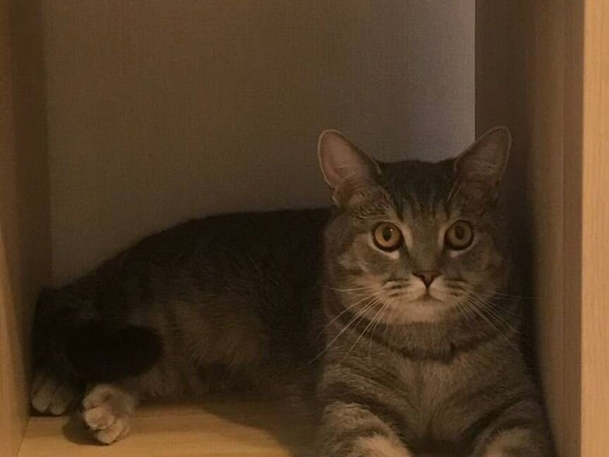 Кот на случку