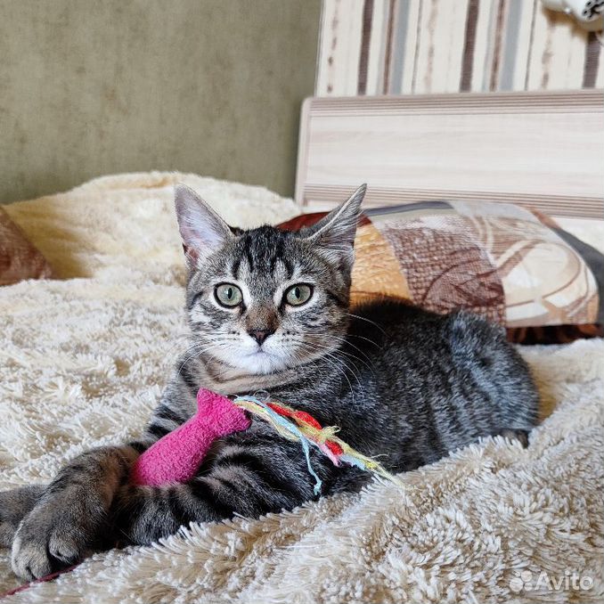 Прелесть ищет дом