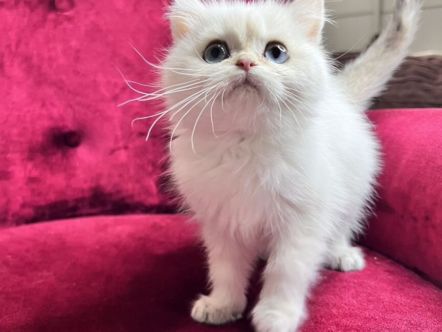 Британский котик