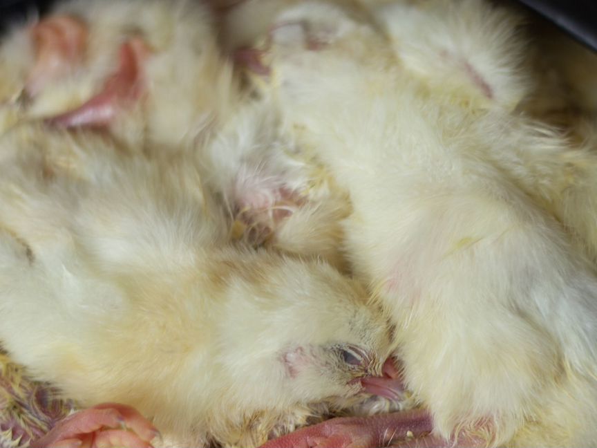 Цыплята суточные на корм