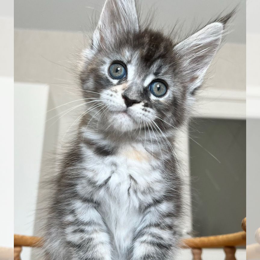 Мейн-кун котёнок