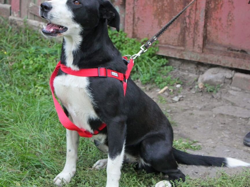 Стефани в поисках хозяина