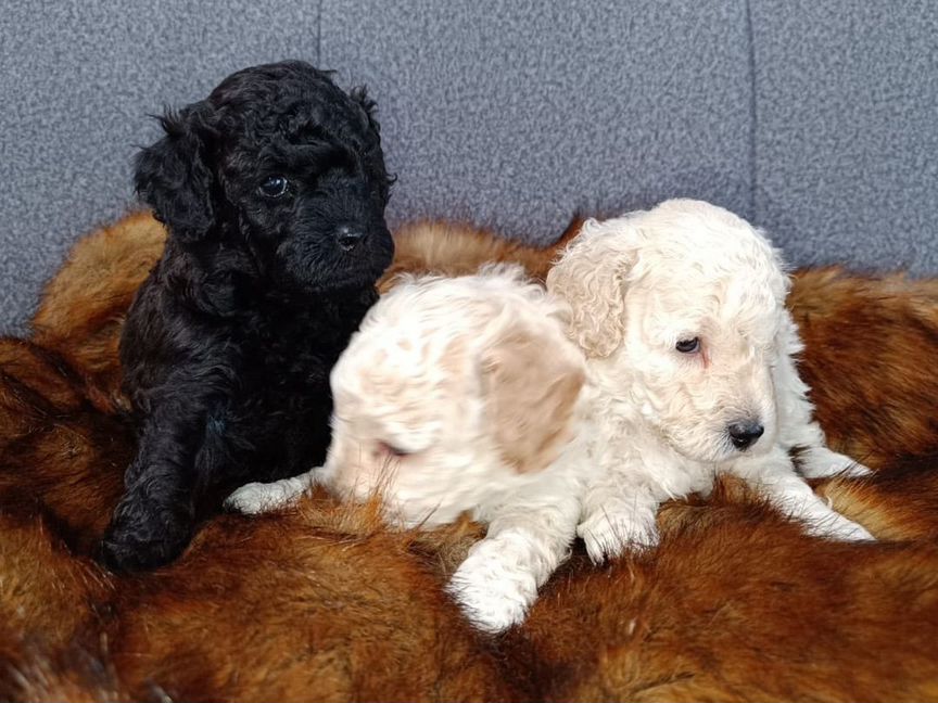 Щенки мальтипу f1 мини