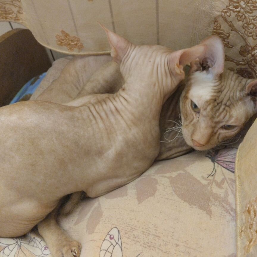 Донской сфинкс, кот вязка