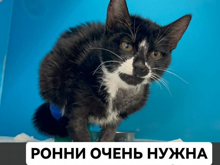 Котенку Ронни нужен дом постоянный или временный