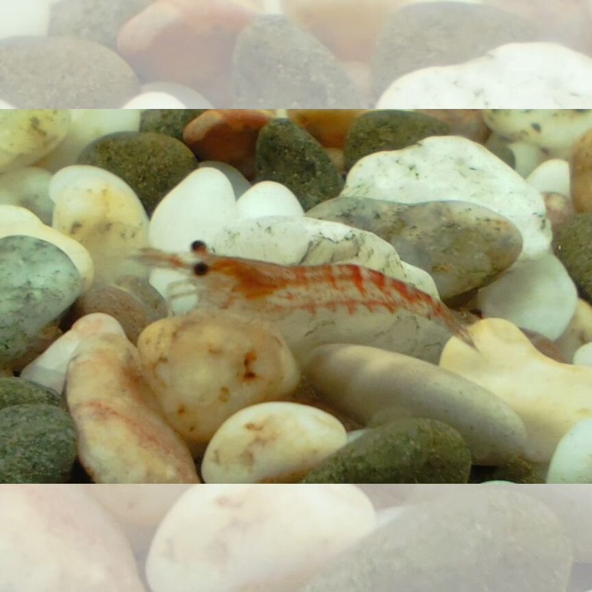 Аквариумные креветки