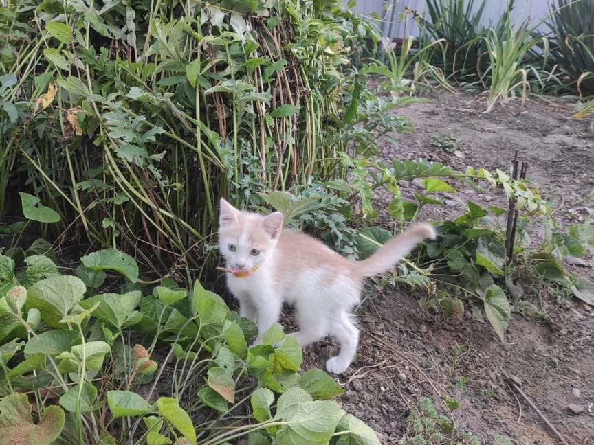 Отдам котенка бесплатно