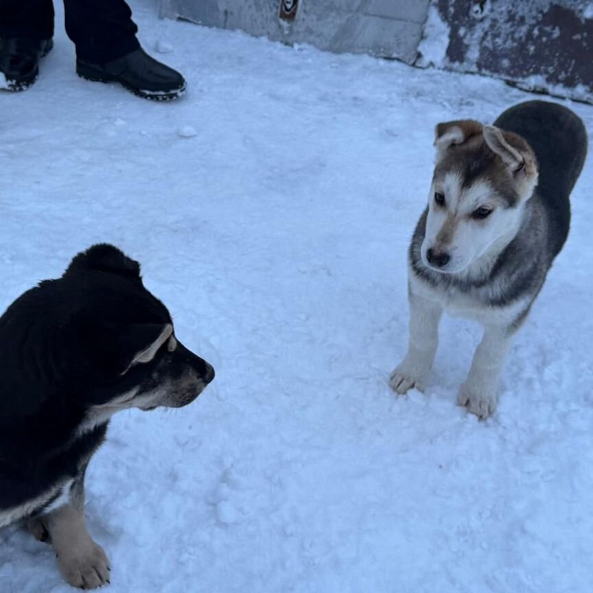 Отдам в добрые руки