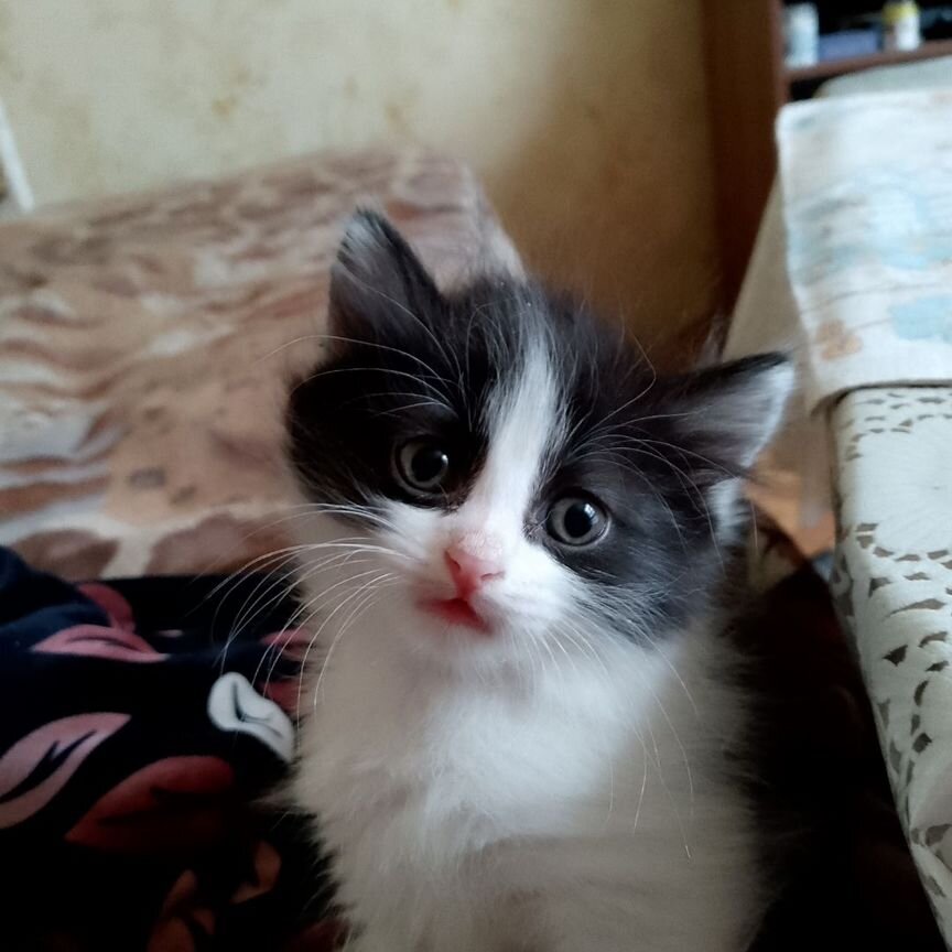 Котята в добрые руки мальчик