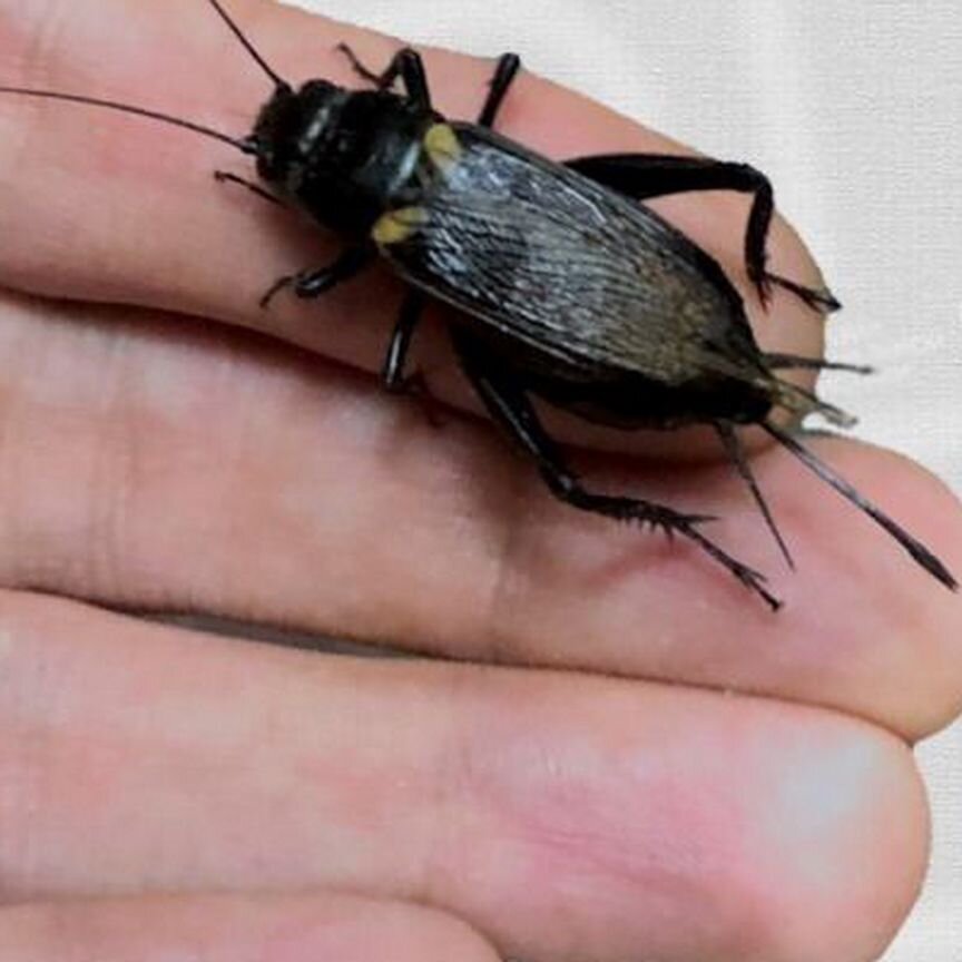 Сверчок кормовой живой