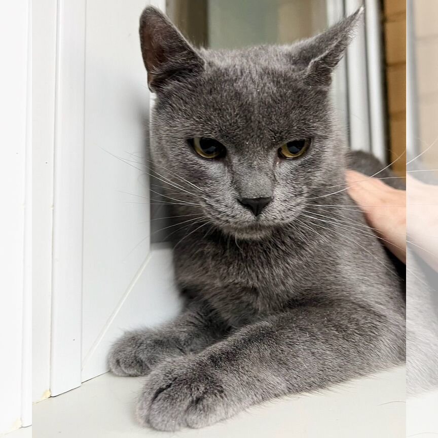 Красивый молодой котик Сержант в добрые руки