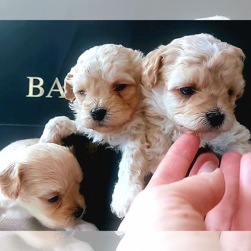 Maltipoo f1 мальчики и девочки