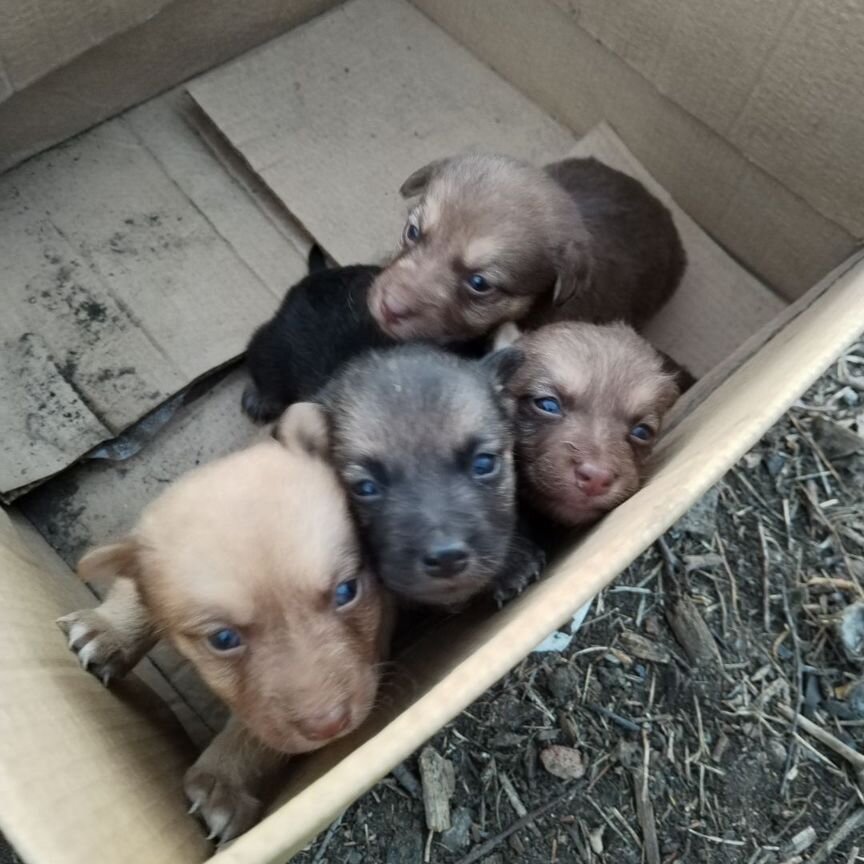 Щенки