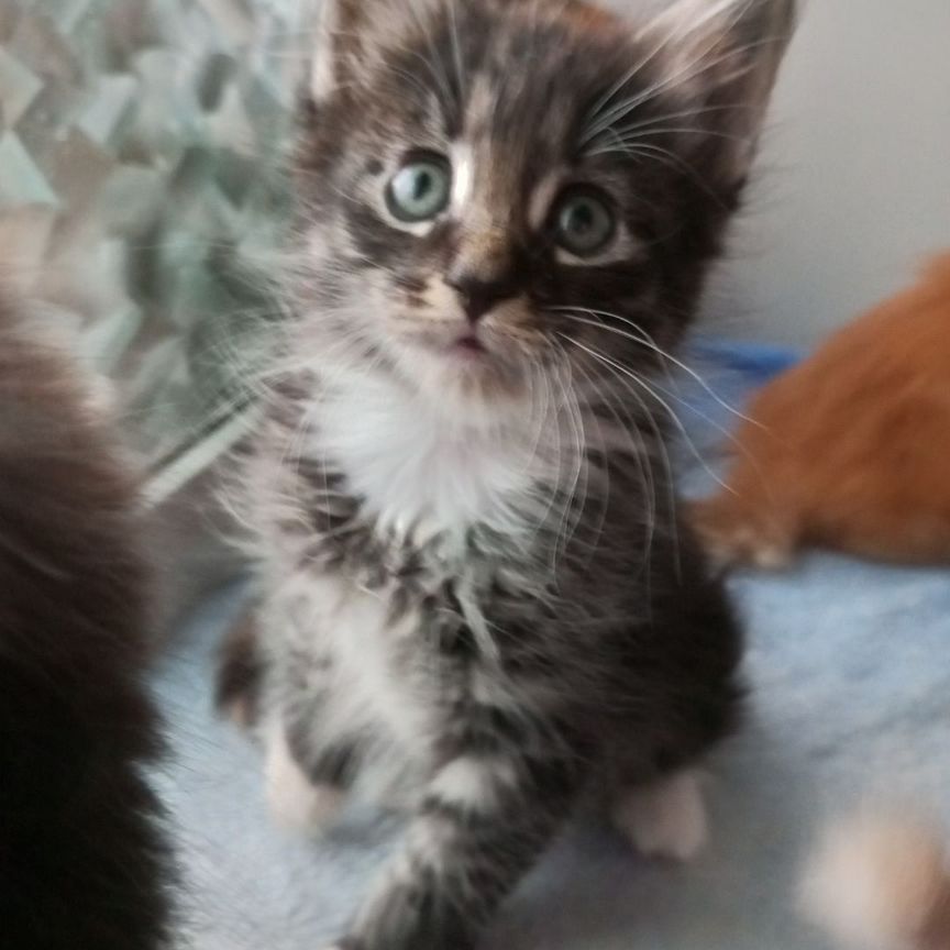 Кошки породистые