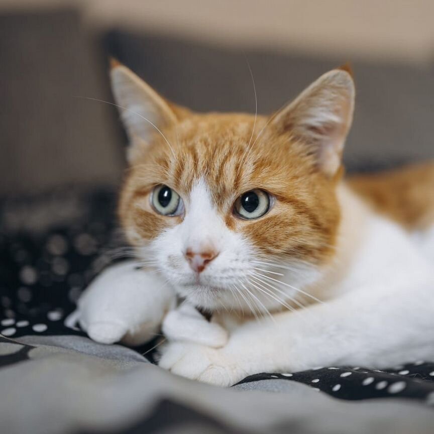 Котик Матвей в добрые руки