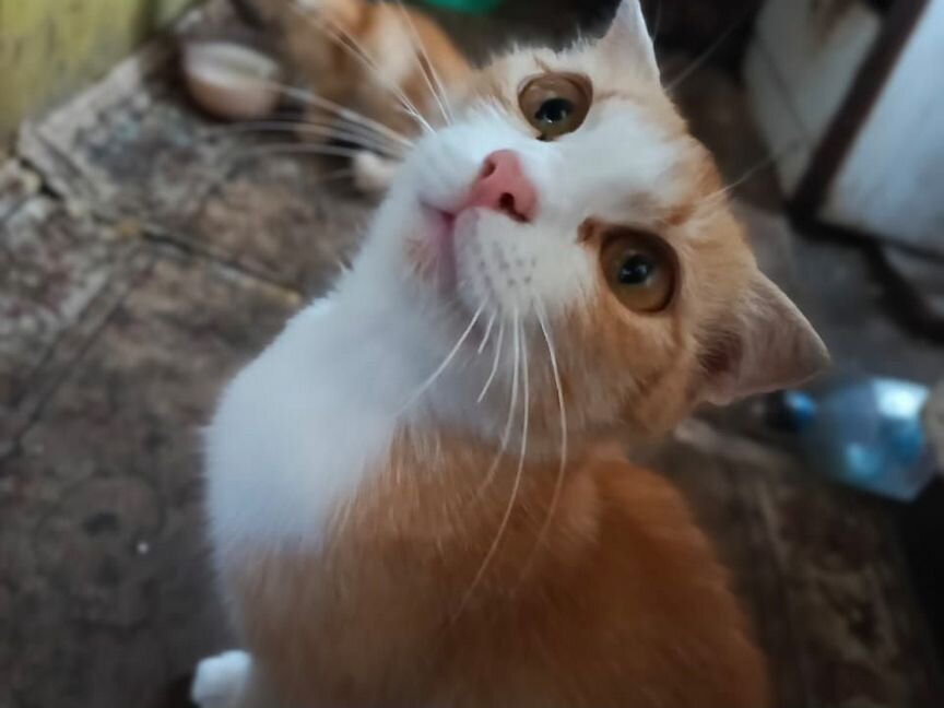 Кошка шотландская вислоухая