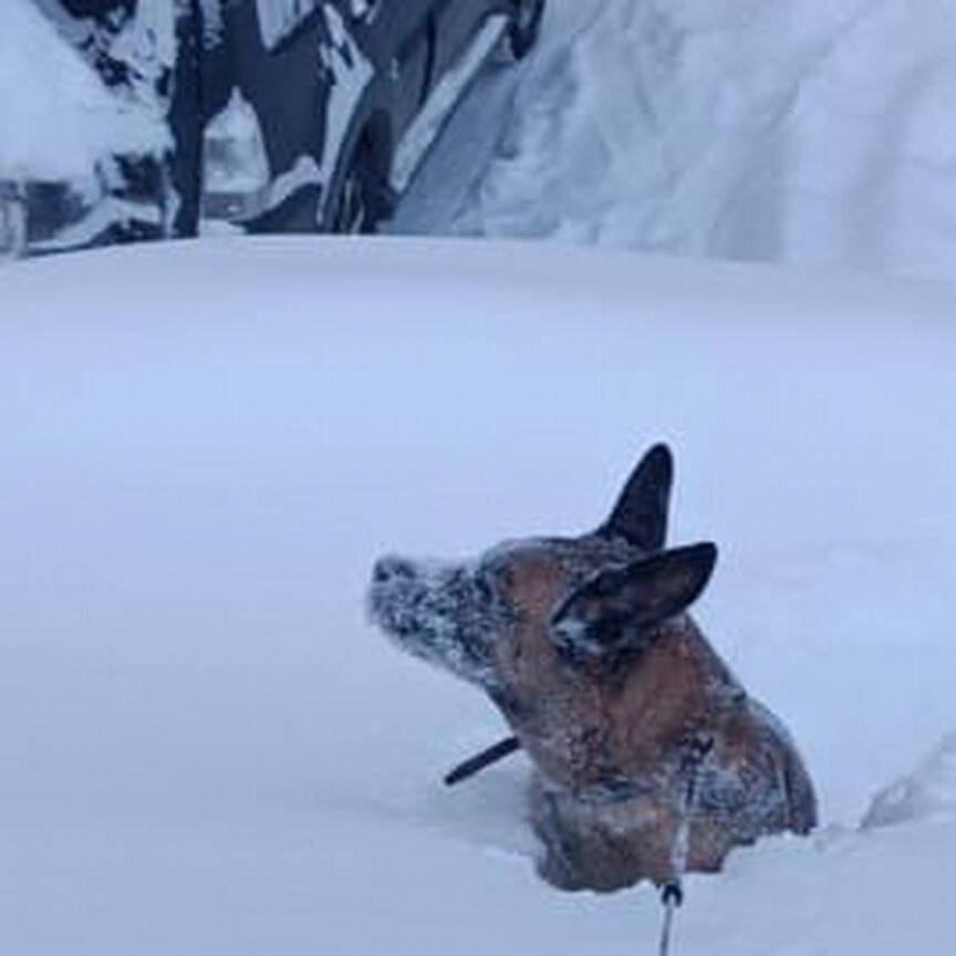 Взрослая собака в добрые руки