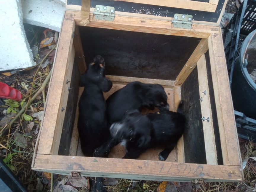 Метис лайки с овчаркой