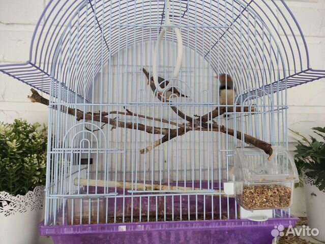 Амадины с клеткой