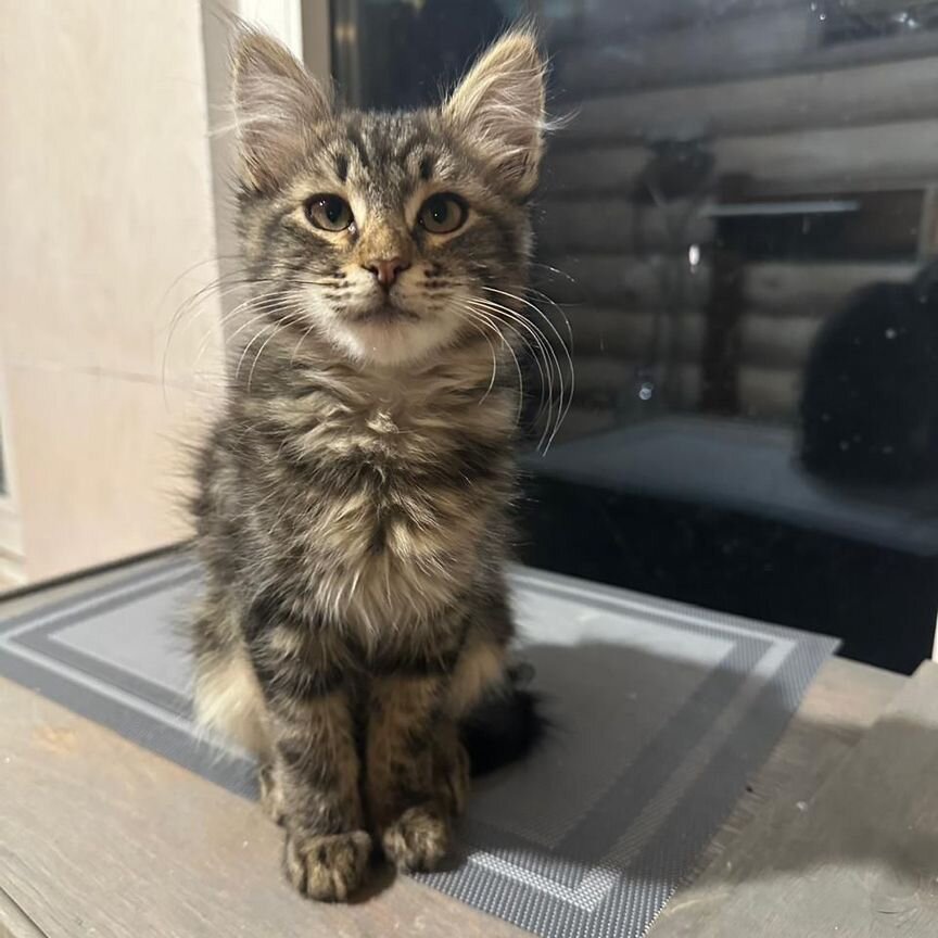 Котята/дачи/нужен дом