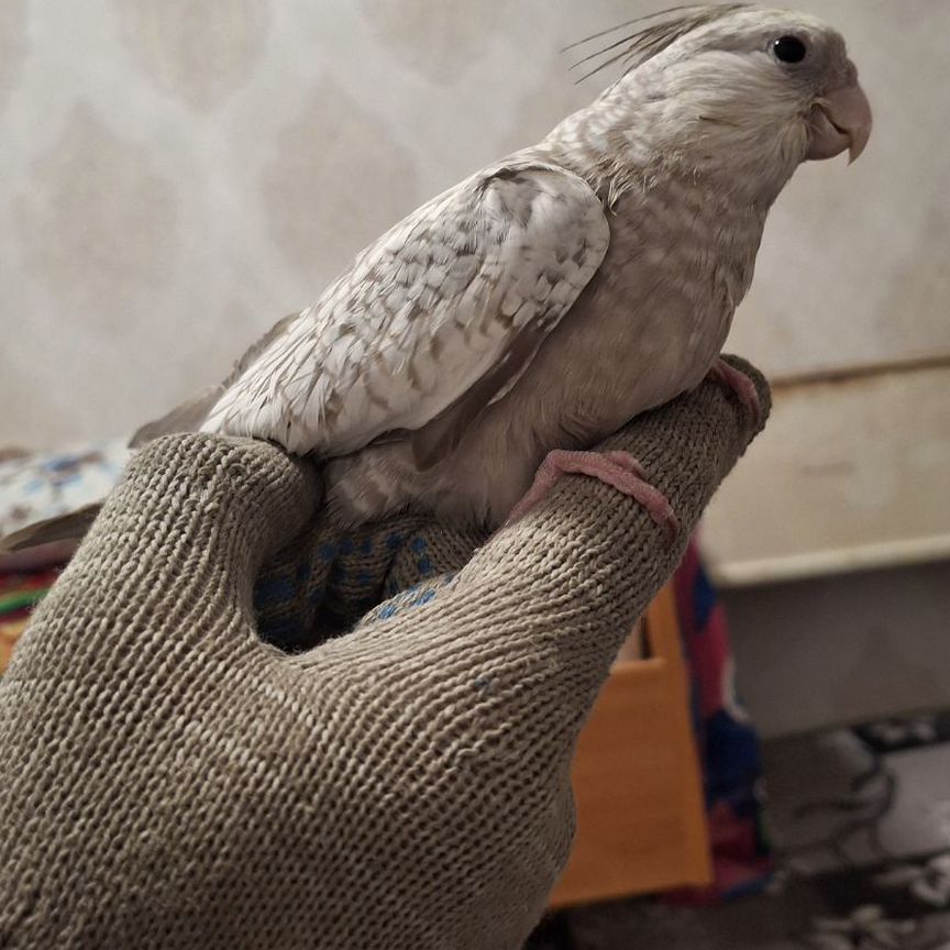 Попугай корелла ручной