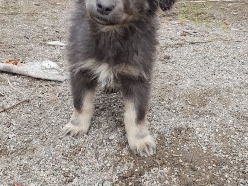 Собака в добрые руки