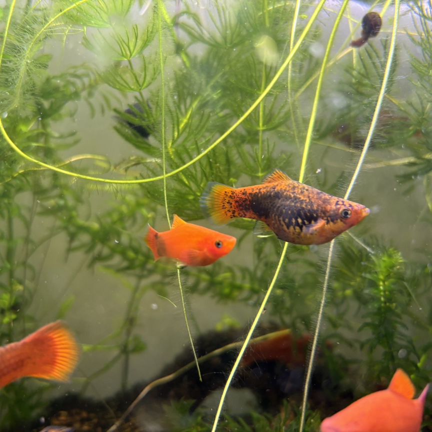 Пецилии на обмен