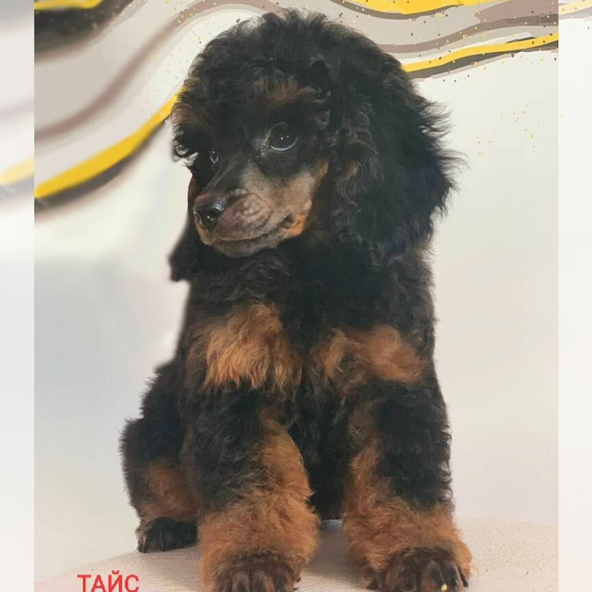 Пудель чёрно -подпалого окраса