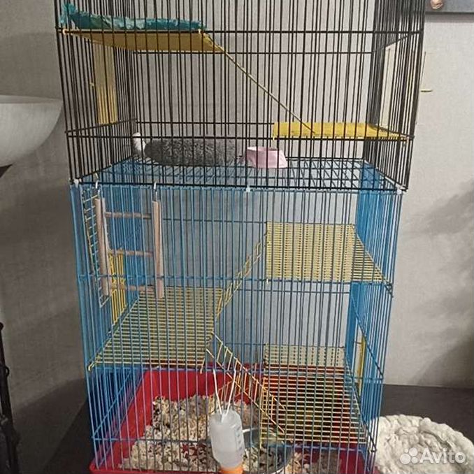 Декоративная крыса Дуся девочка