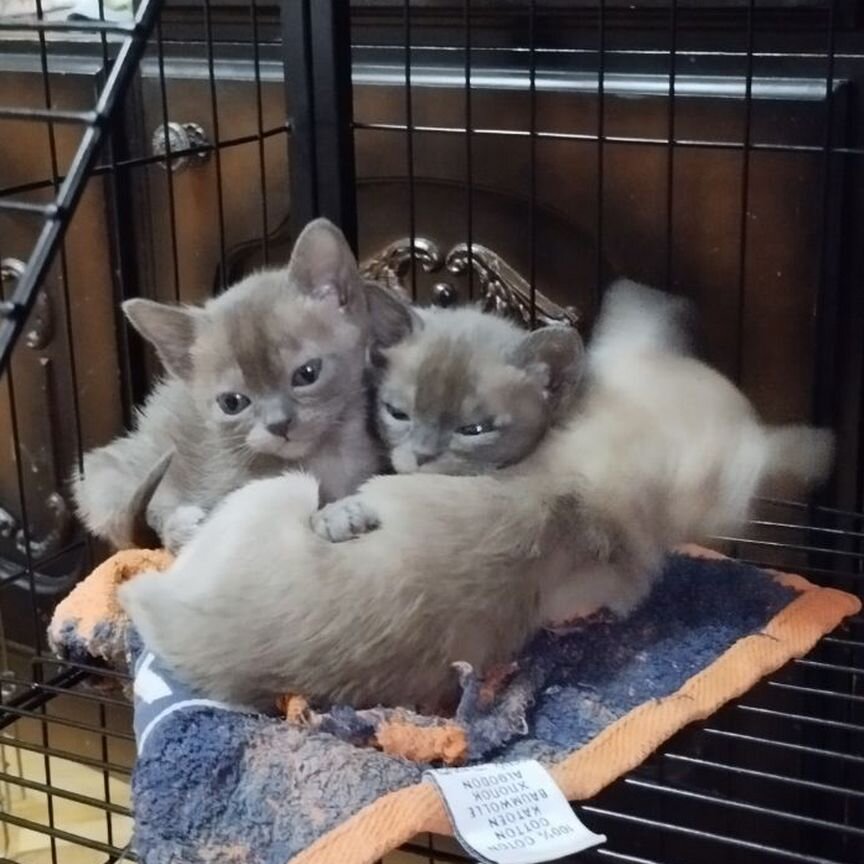 Европейский бурманский котёнок