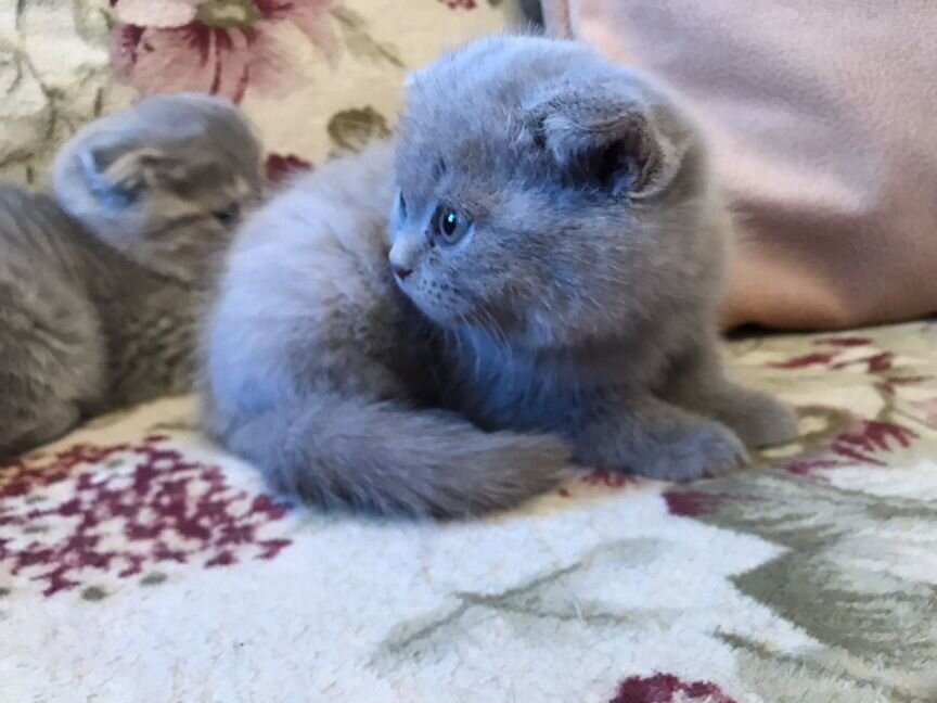 Шотландские вислоухие котята (scottish fold)