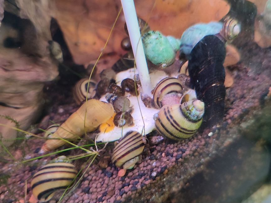 Улитки Спикси отдам