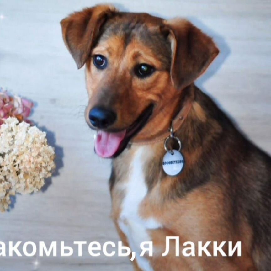 Ласковый и умный щенок Лакки ищет дом