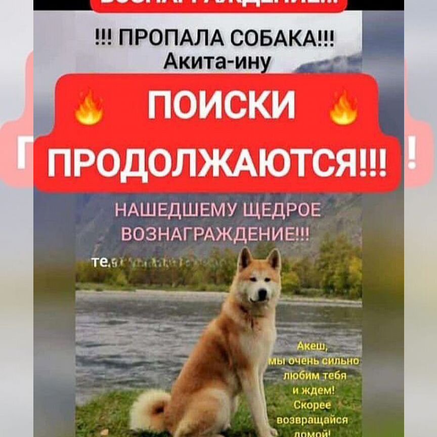 Собака акита ину