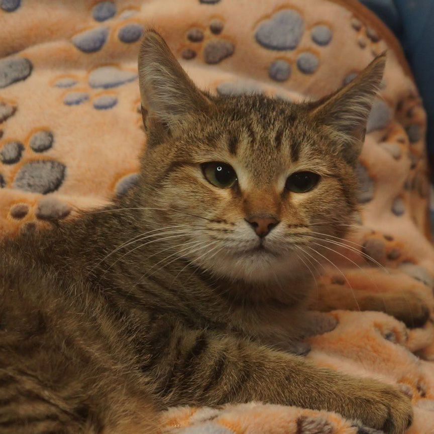 Кошечка Шурочка в добрые руки