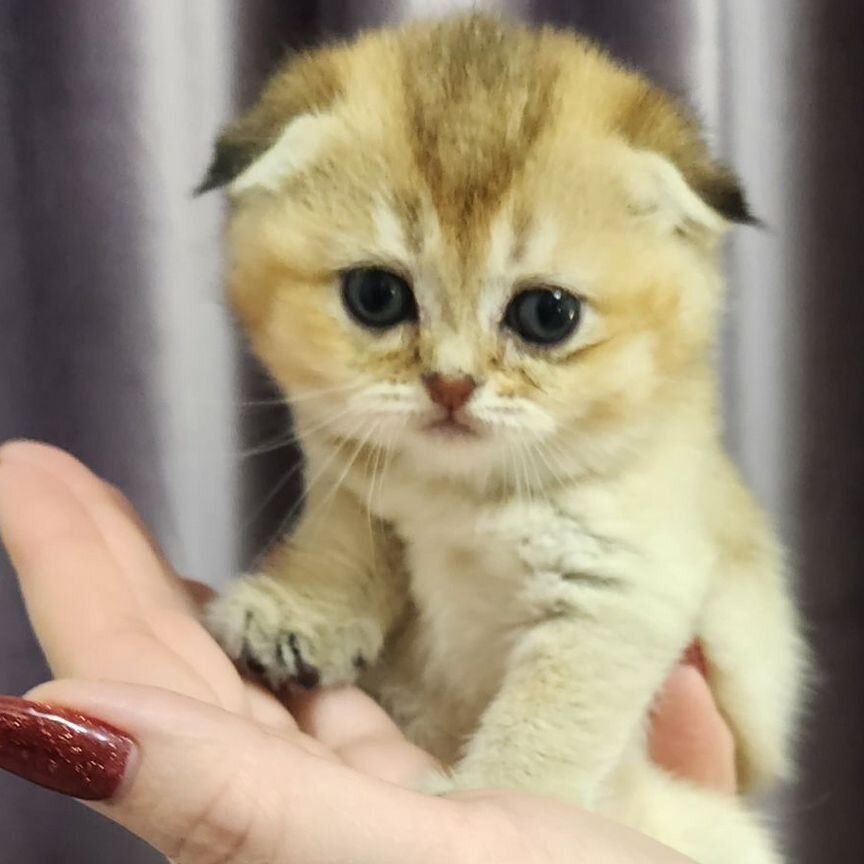 Шотландские котята для самых любимых