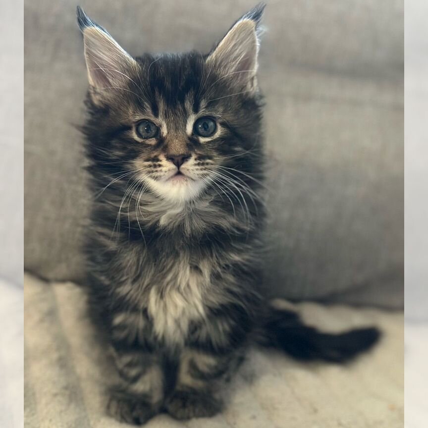 Мейн-кун котёнок