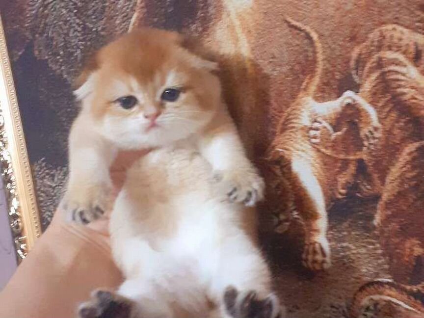 Шотландские плюшевые львятки. Вязка