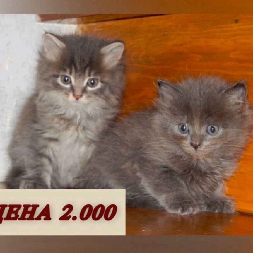 Мейн-кун котёнок