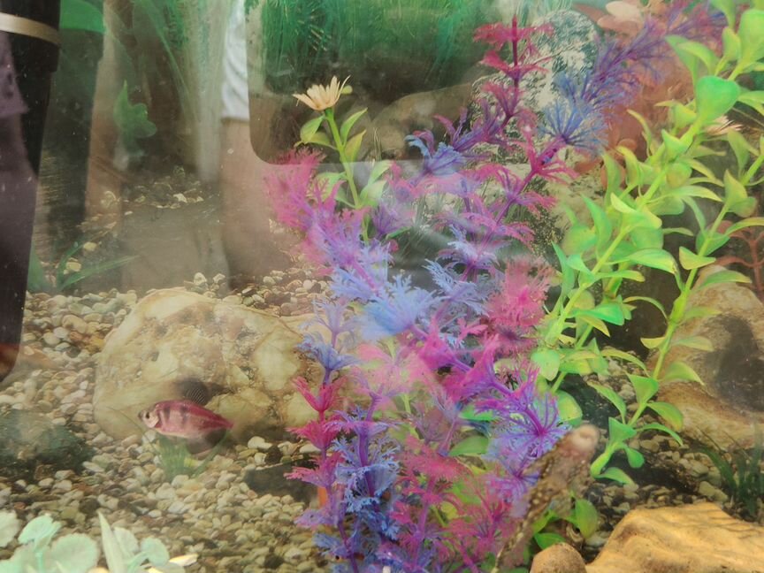 Аквариумные рыбки Аквариум