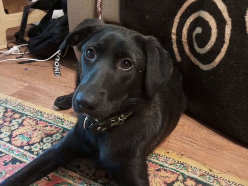 Щенок лабрадор 8 месяцев