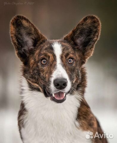 Щенки вельш-корги кардиган