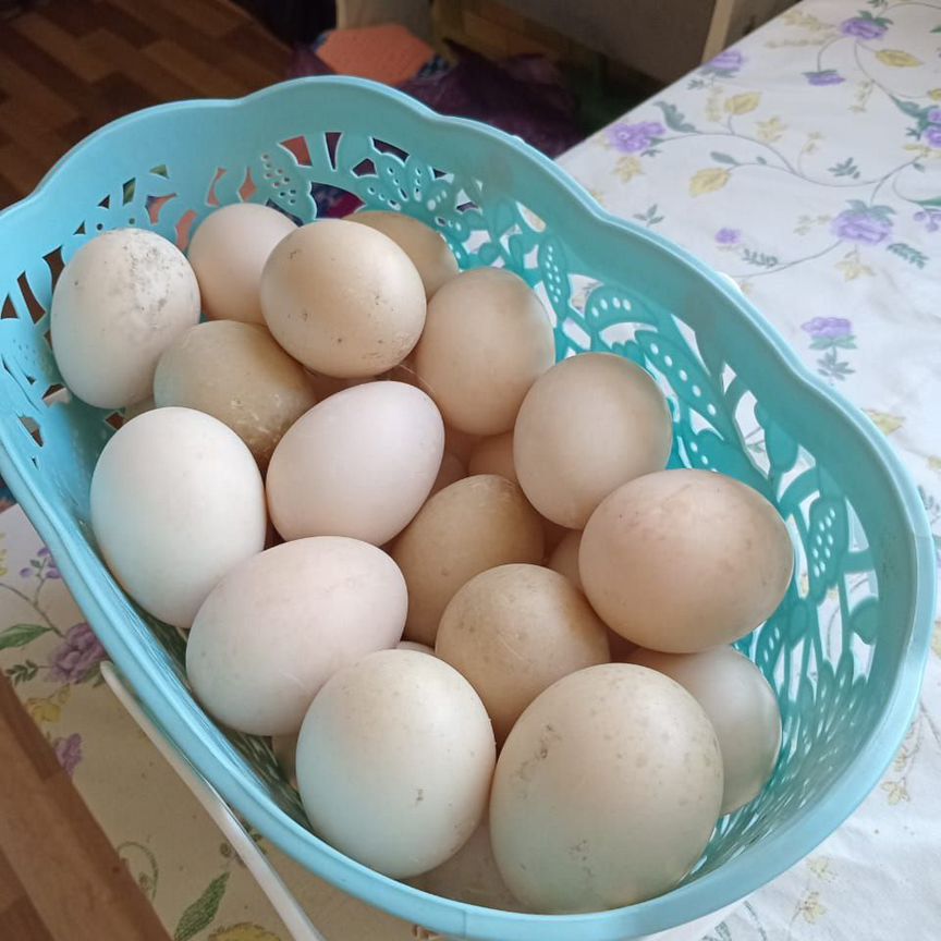 Яйца щептунов