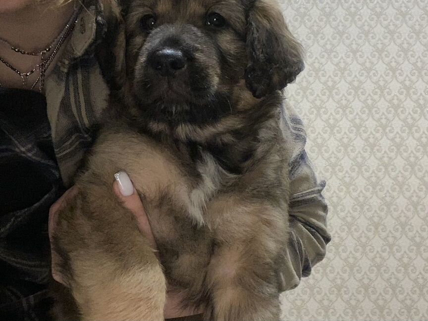 Щенки голден ретривера метисы