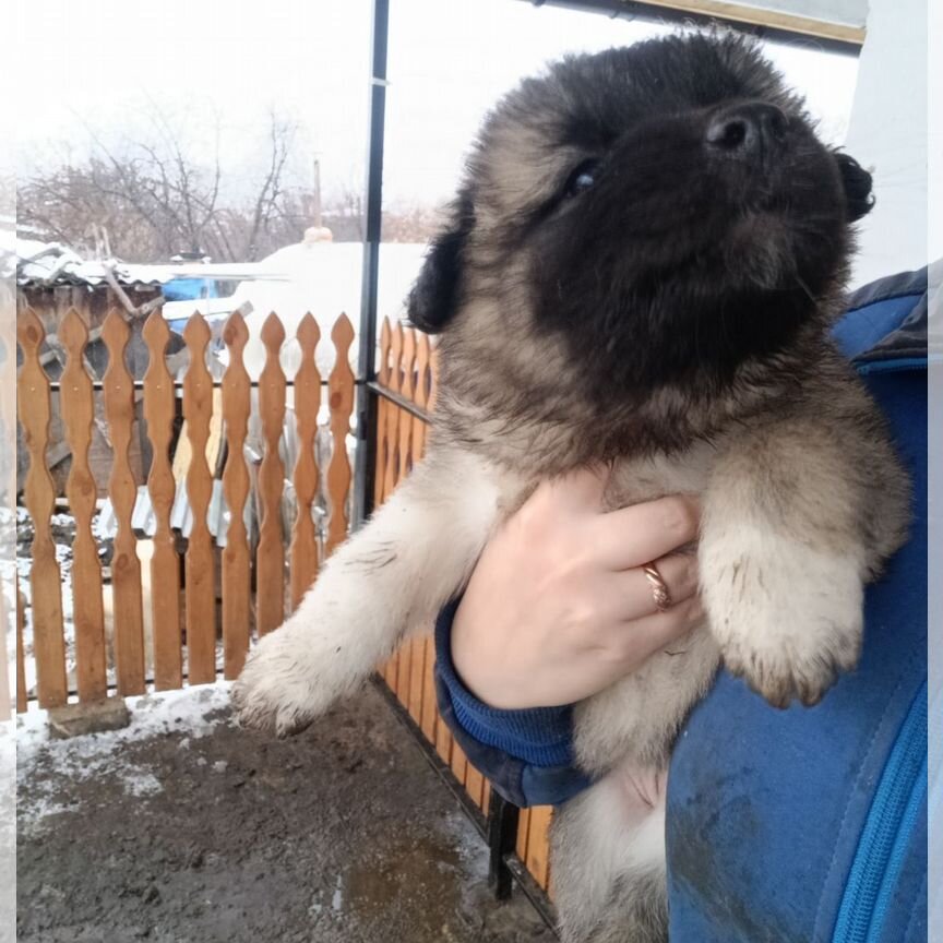 Кавказская овчарка, щенок