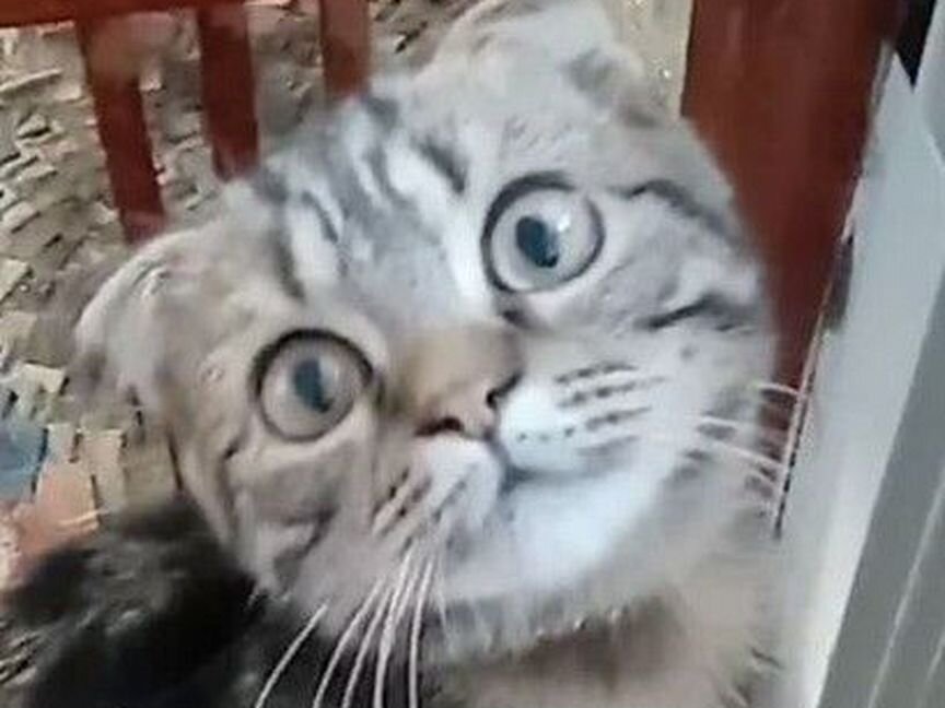 Шотландский котик